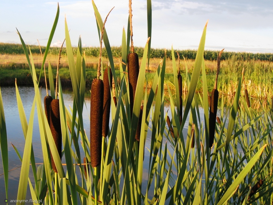 " My hair secrets... " - blog o włosach: Tatarak (nie)zwyczajny:-)
