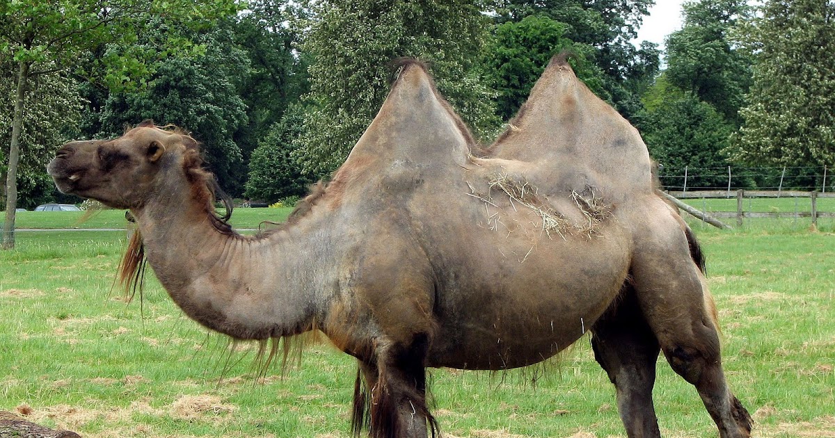 Australian camels could be shot to curb methane ~ The Crypto Crew