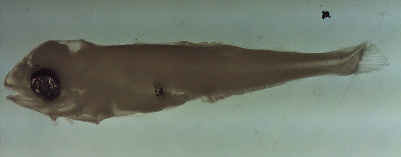 Ictioplancton en Chile: febrero 2015