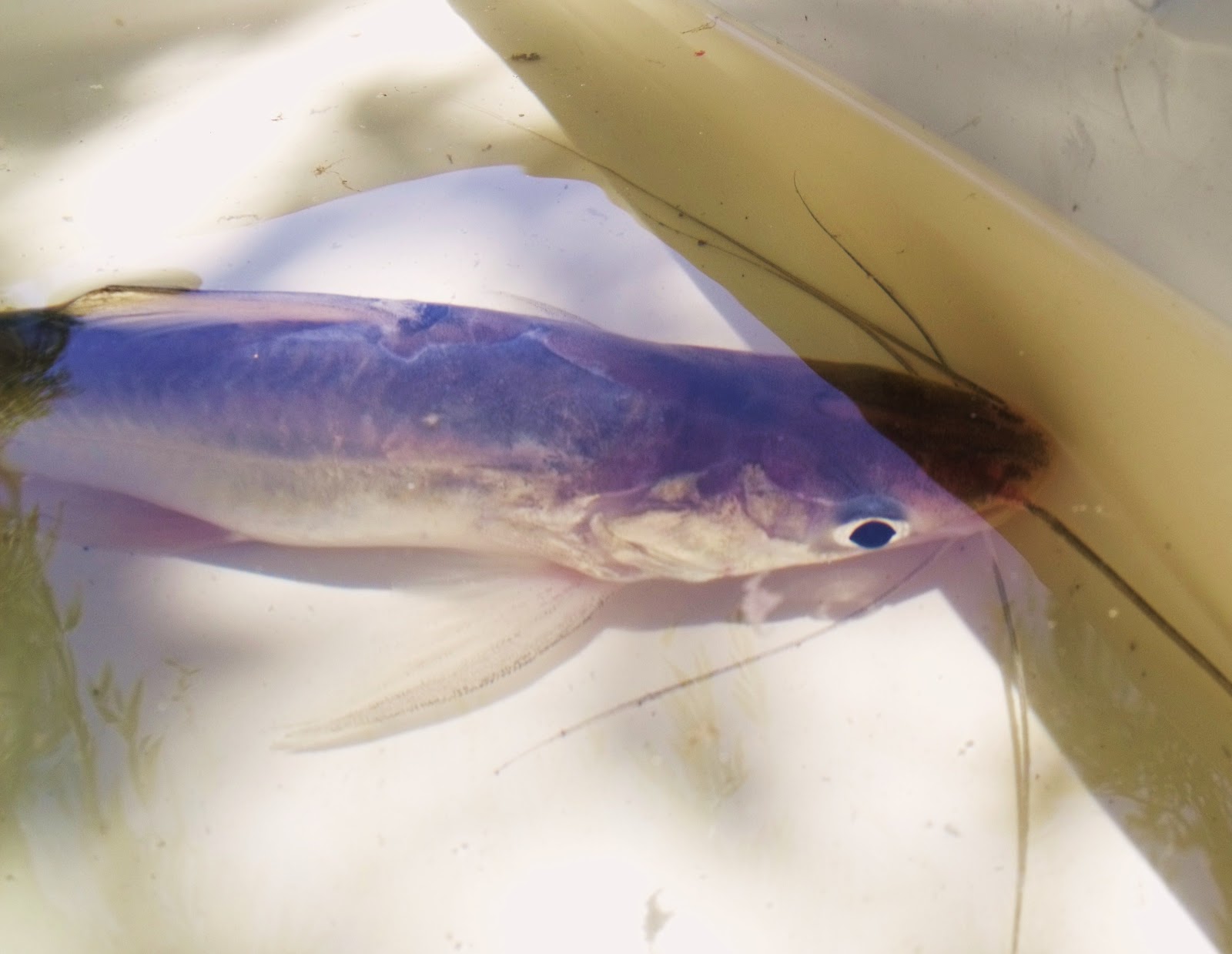 NATURALEZA Y CULTURA: El Porteño