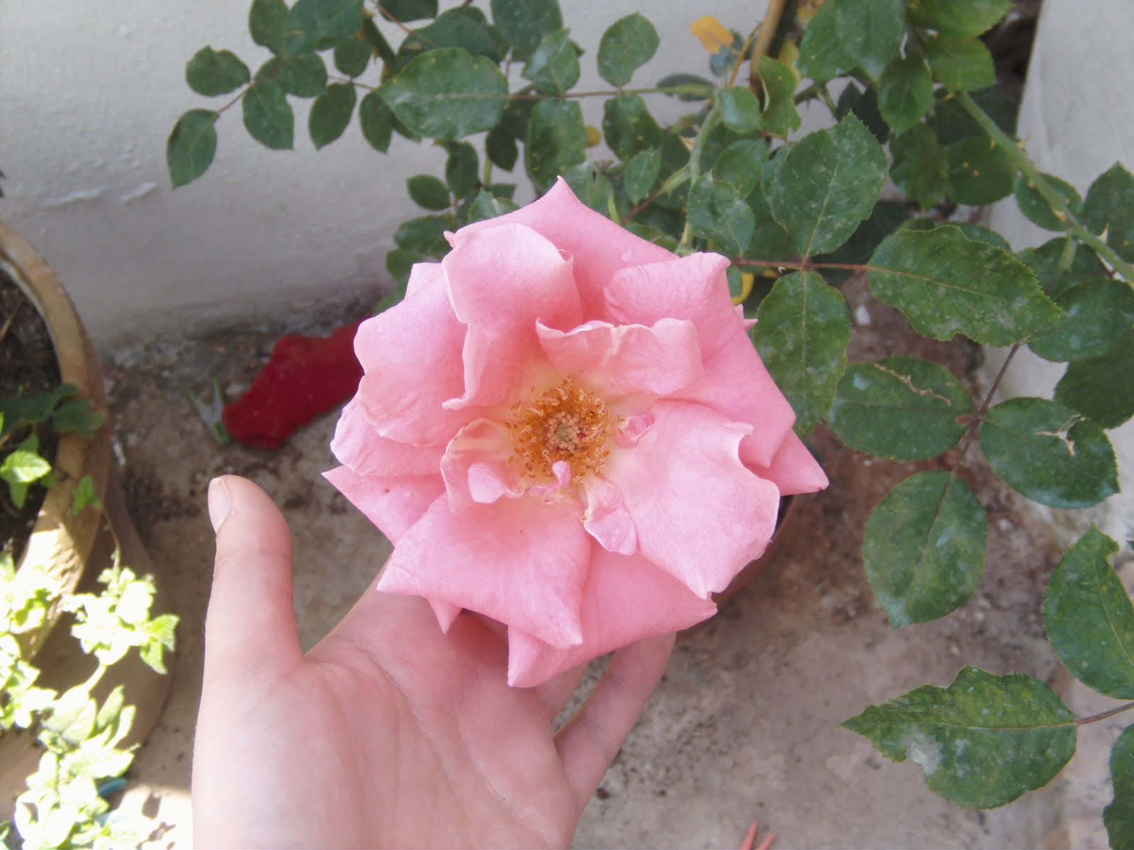 Flores para María