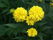 Lets see what are the meanings of yellow Flowers in flower's language ...