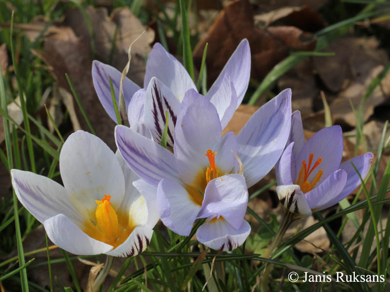 The Country Of Crocuses: Crocus biflorus (Miller) Harpke&al