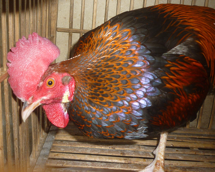 Bisnis budidaya / ternak ayam hutan / alas bekisar | Pakan Burung Joss