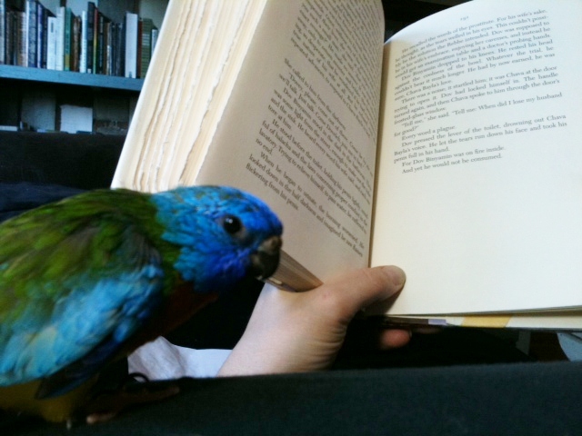 The Splendid Bourke Bird Blog: Rainbow, A Splendid Scarlet-chested Parakeet