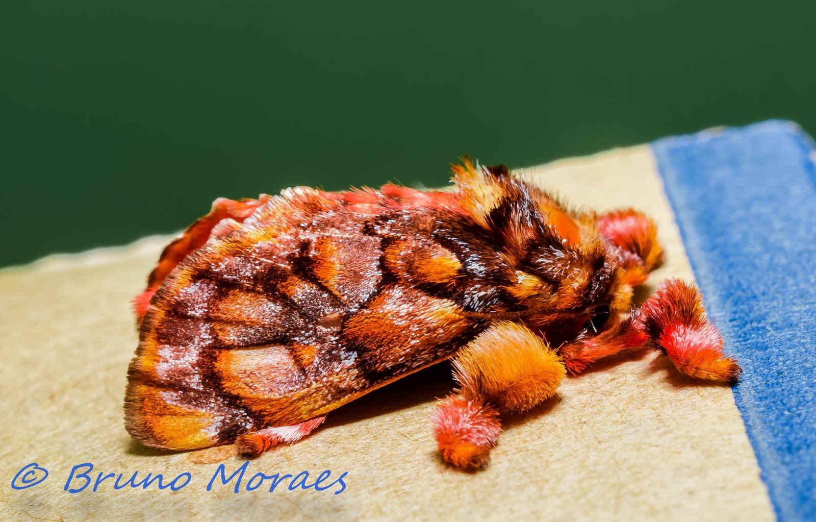 Borboletas e Mariposas: Phobetron hipparchia (Cramer, 1777)