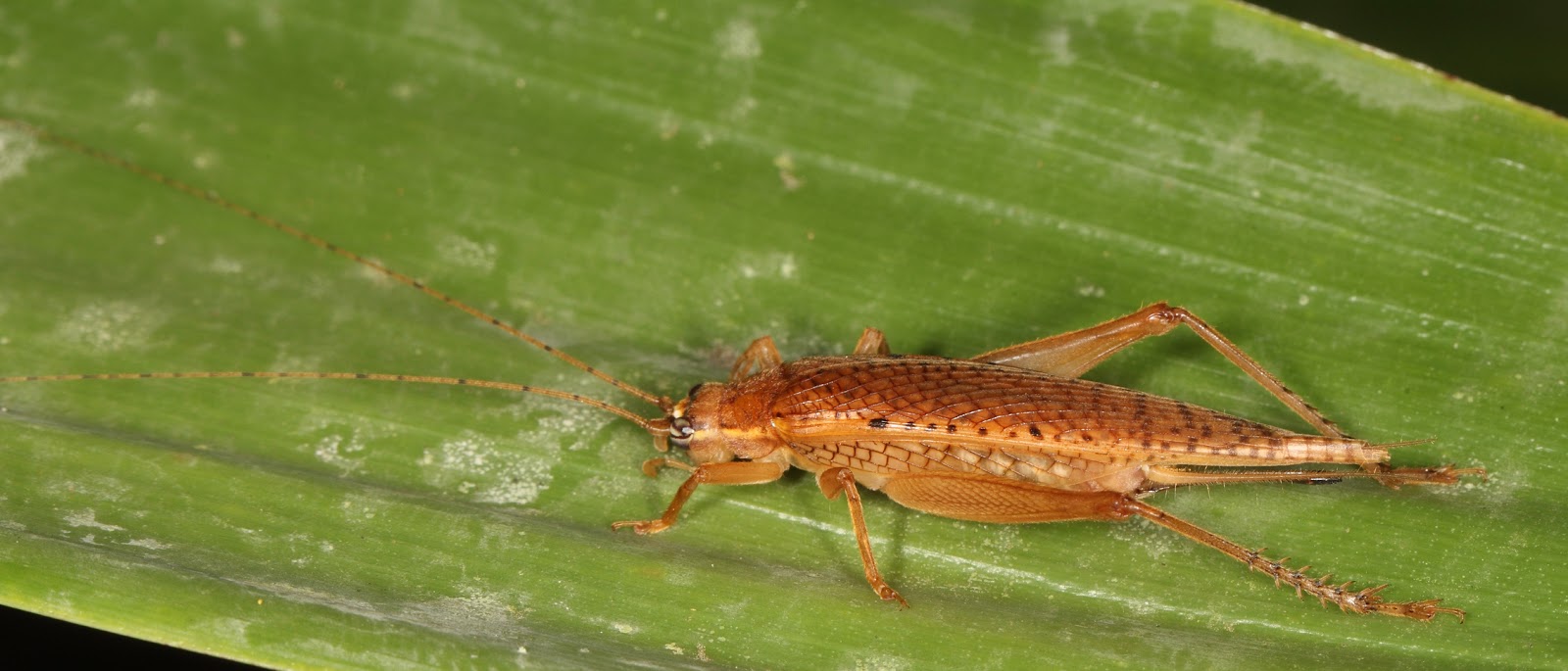 BunyipCo: April 2018