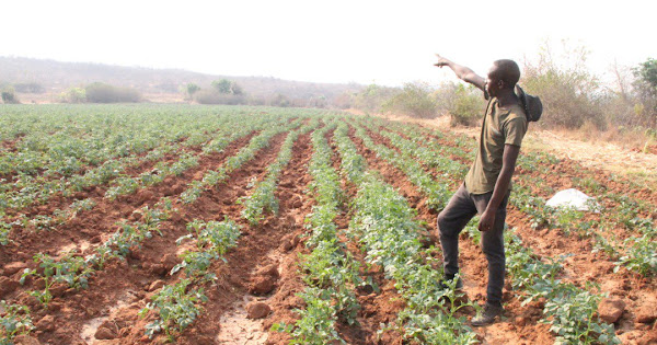 MEET YOUNG GURUVE FARMER | Mafaro