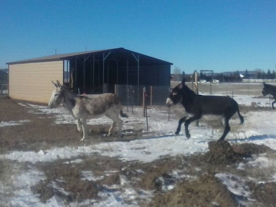 Foghorn Farm Donkey Training: Keeping Donkeys: Habitat and Facilities