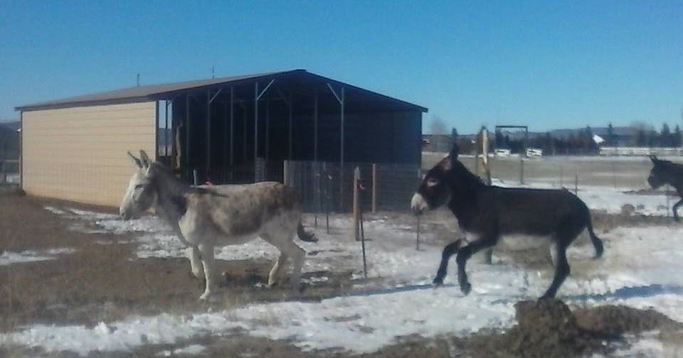 Foghorn Farm Donkey Training: Keeping Donkeys: Habitat and Facilities
