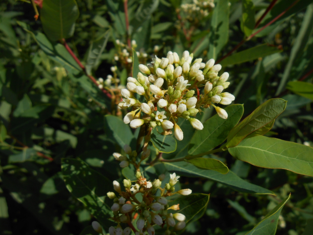 The Lucas Countyan: Bane of the dog