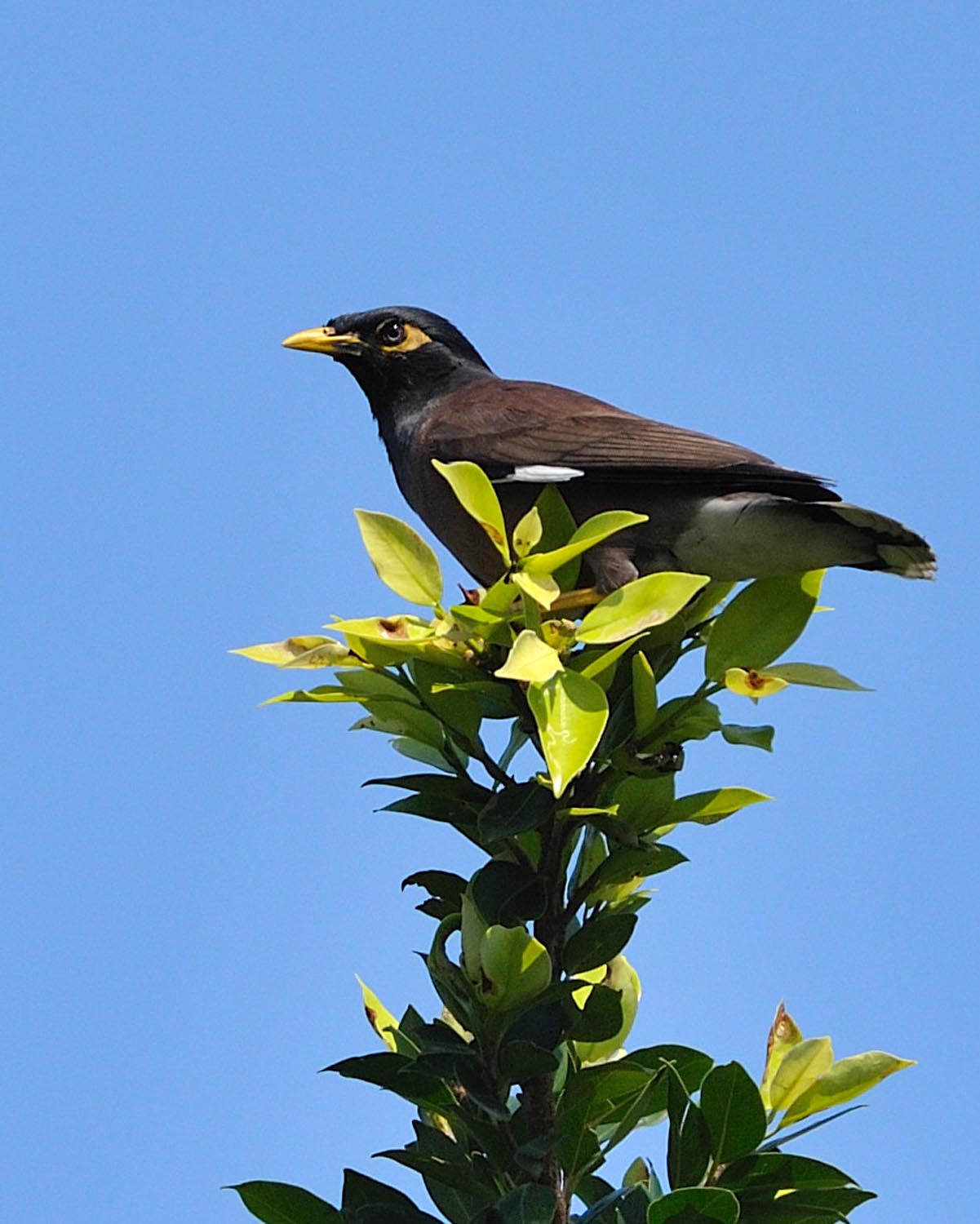 The Amazing Birds: Common Myna (家八哥), Acridotheres tristis