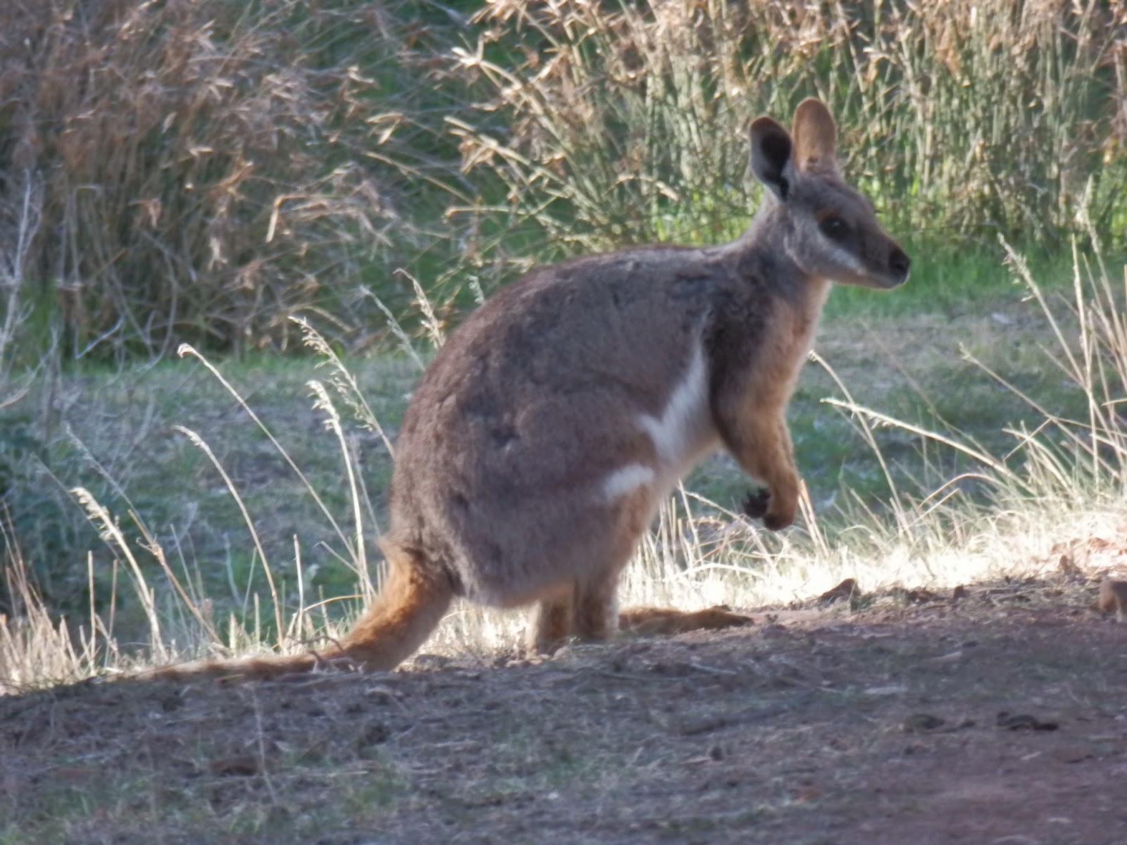 jumping aground: On iconic Australian wildlife ...