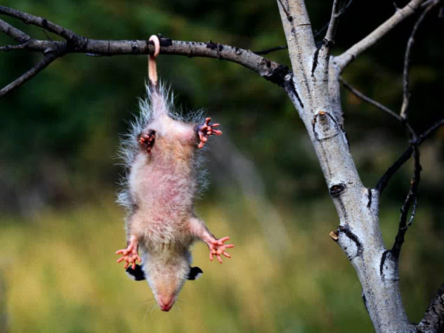 Opossum | Amazing Animal Interesting Facts & Photos | The Wildlife
