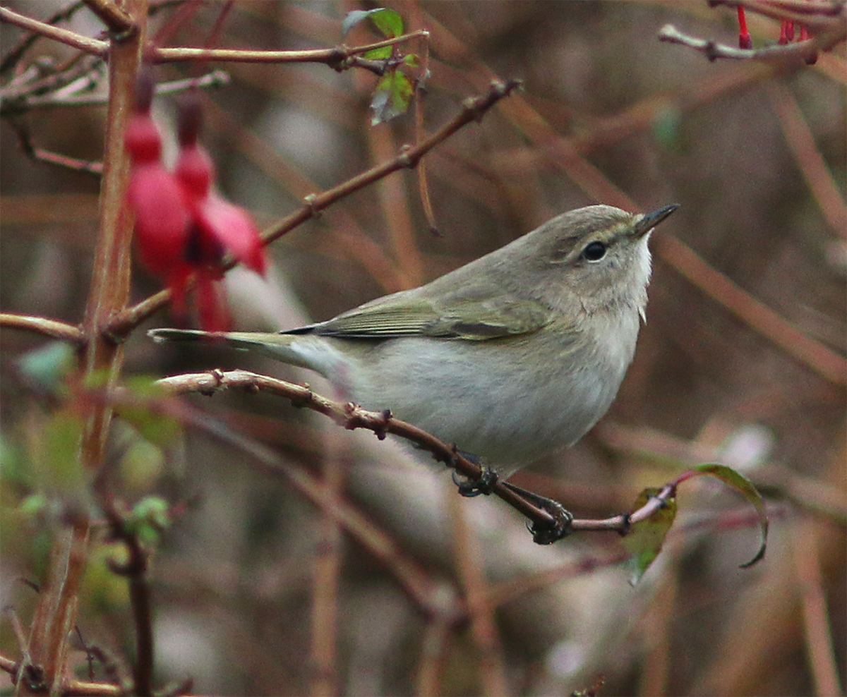 Kerry Birding: Siberian Chiffchaff at Bolus Head