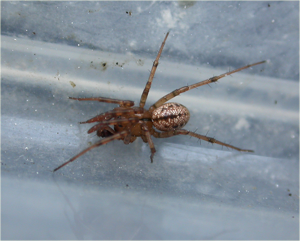 Arachnerds: Horse Head Spider - Stemonyphantes lineatus