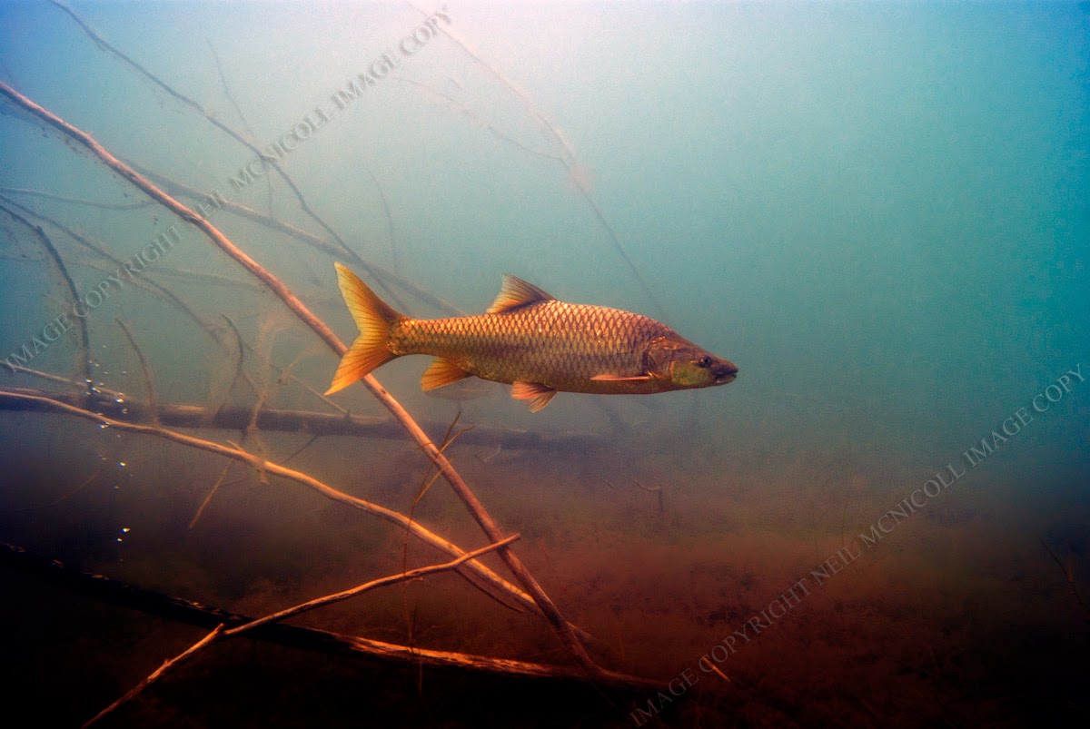 Freshwater Fish Photographs: Yellowfish