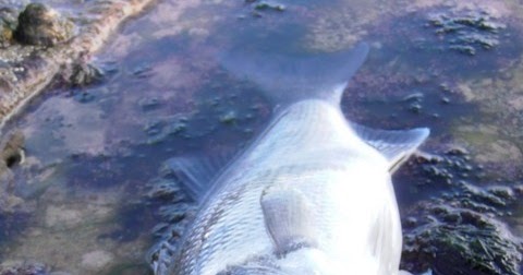 Something Fishy Going On: Slug-Go delivers yet again!