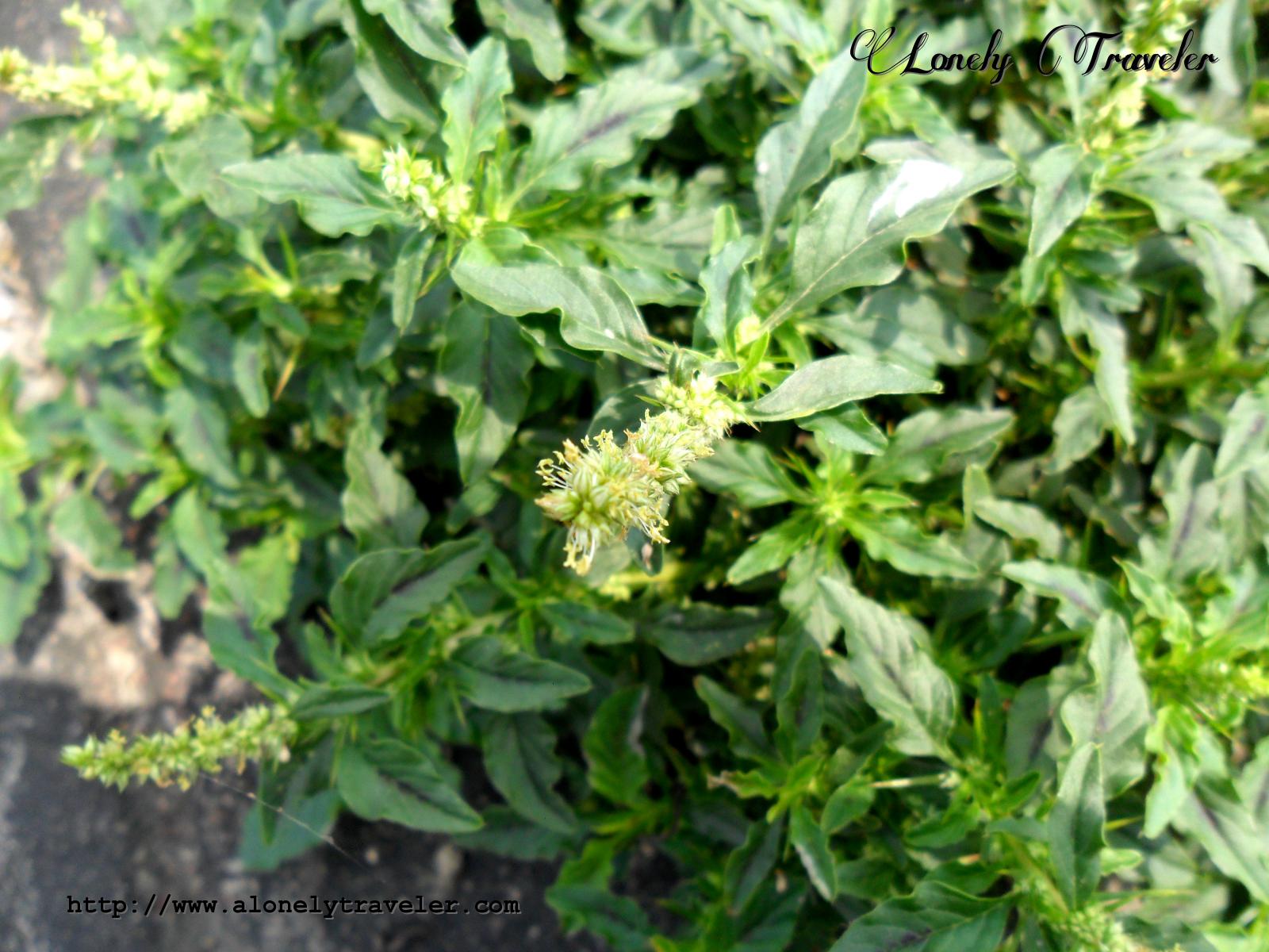 Thorny amaranth - Amaranthus spinosus