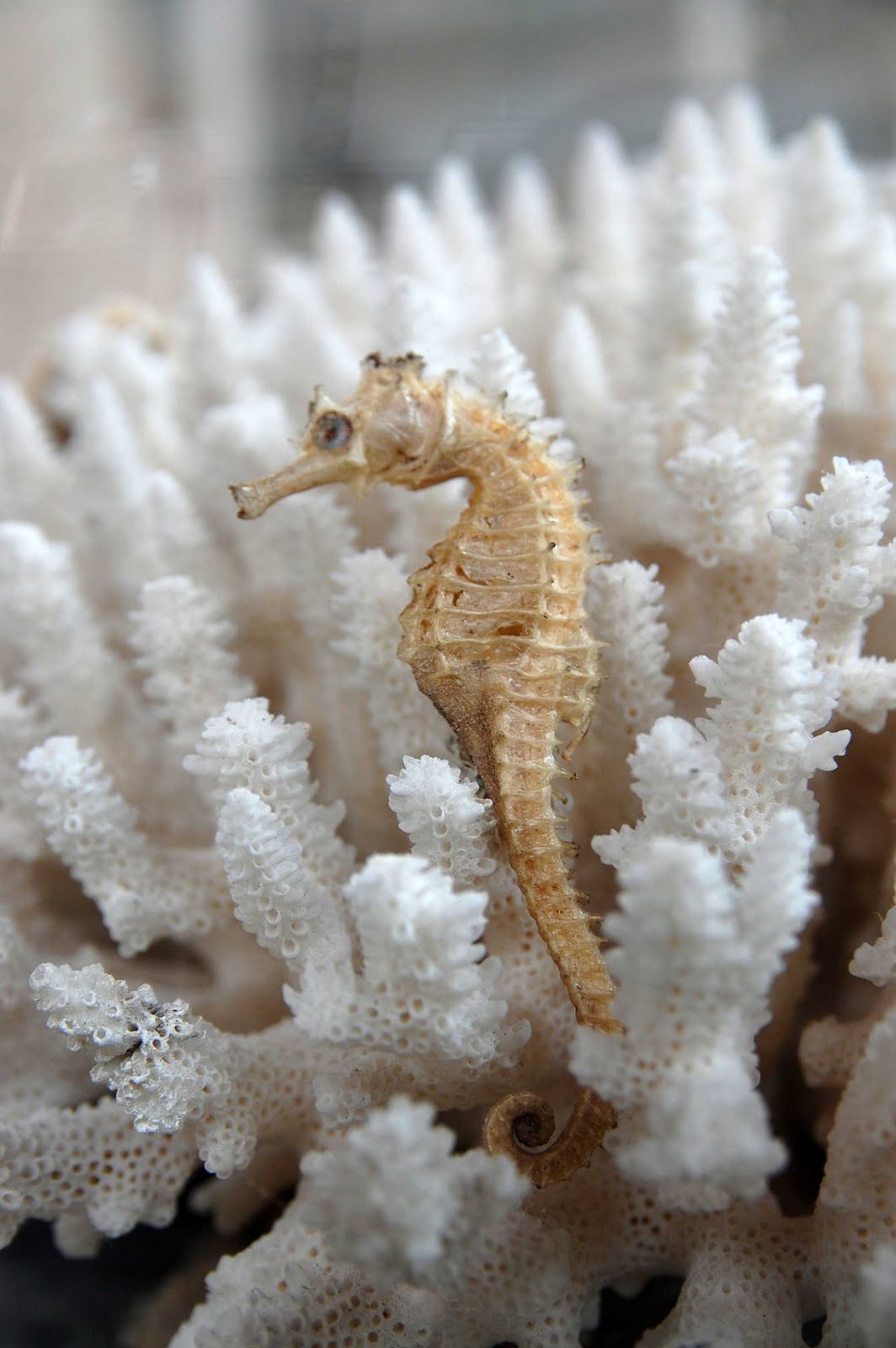 Thread and Thrift: Glandford Shell Museum