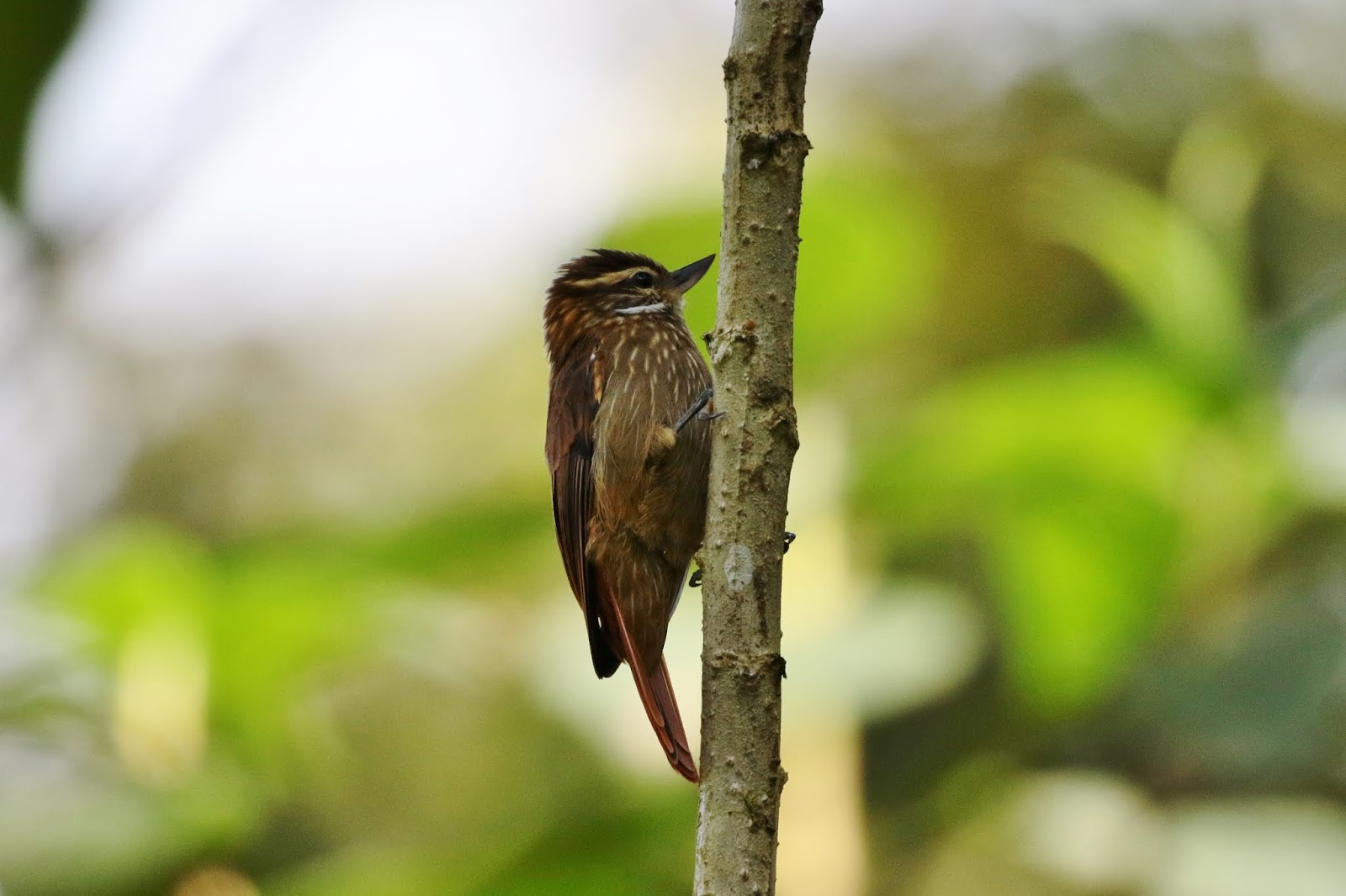 Nuestro bello mundo...: Pajareando en el Parque Nacional Macarao ...