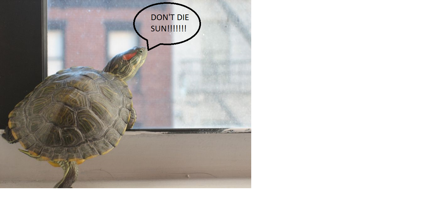 Master Turtle Wisdom: March 2014