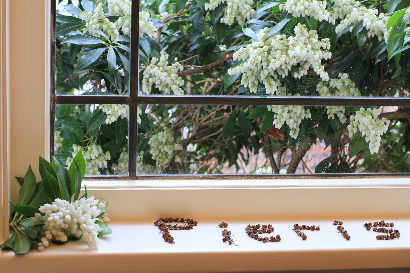 TravelMarx: Binomen Art - Pieris japonica