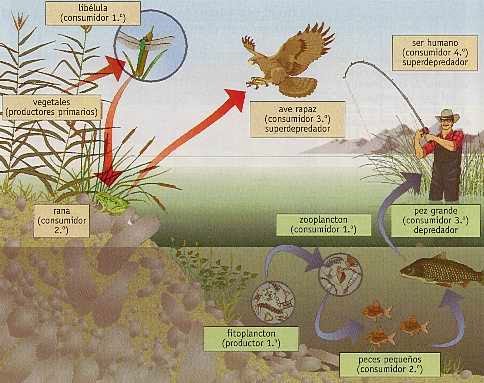 Ecología: PRACTICA 3 MICROECOSISTEMA