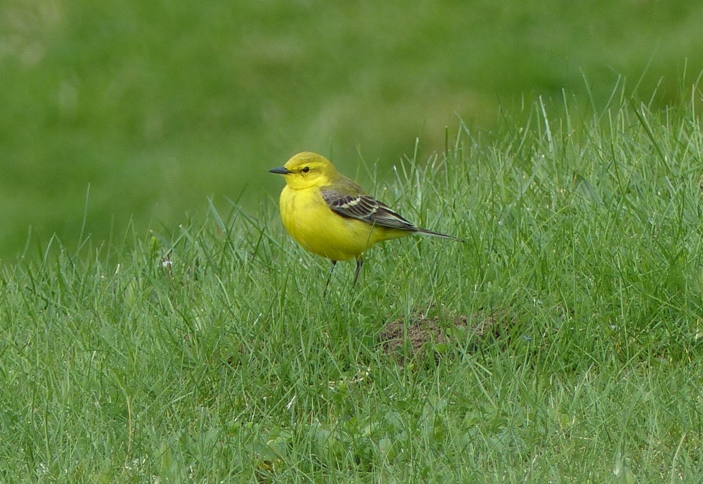 A Field Notebook: Draycote Water
