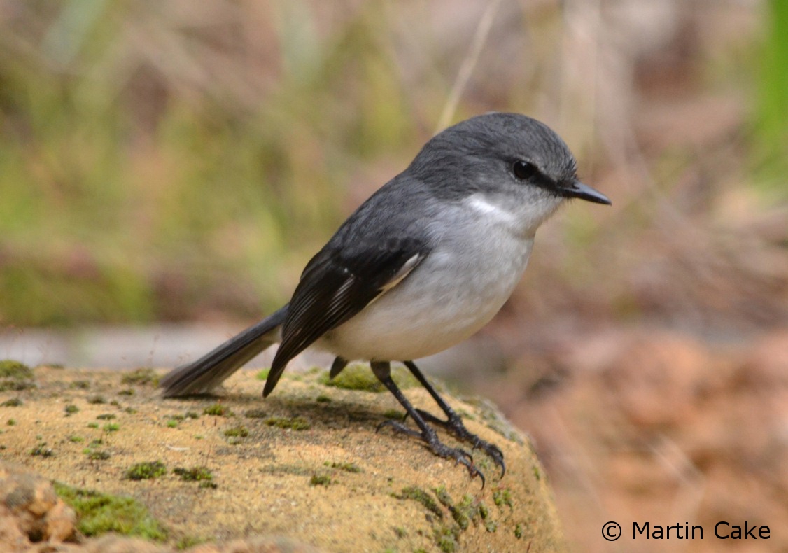 Leeuwin Current Birding: Victoria Dam: Perth's Hidden Endemic Hotspot