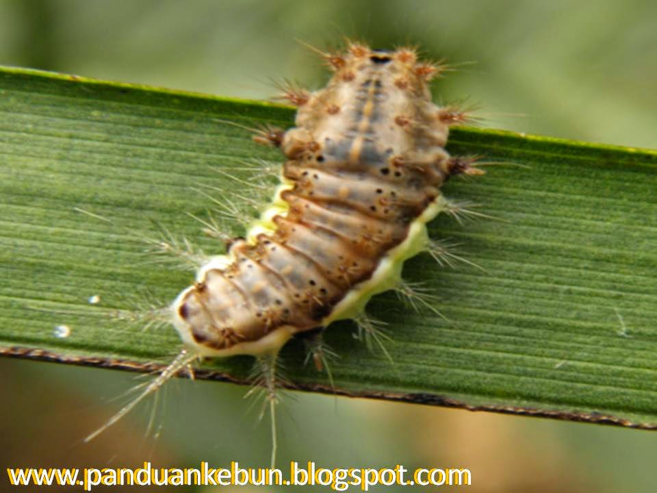 PANDUAN PENGENDALIAN ORGANISME PENGGANGGU TANAMAN (OPT) KELAPA SAWIT ...