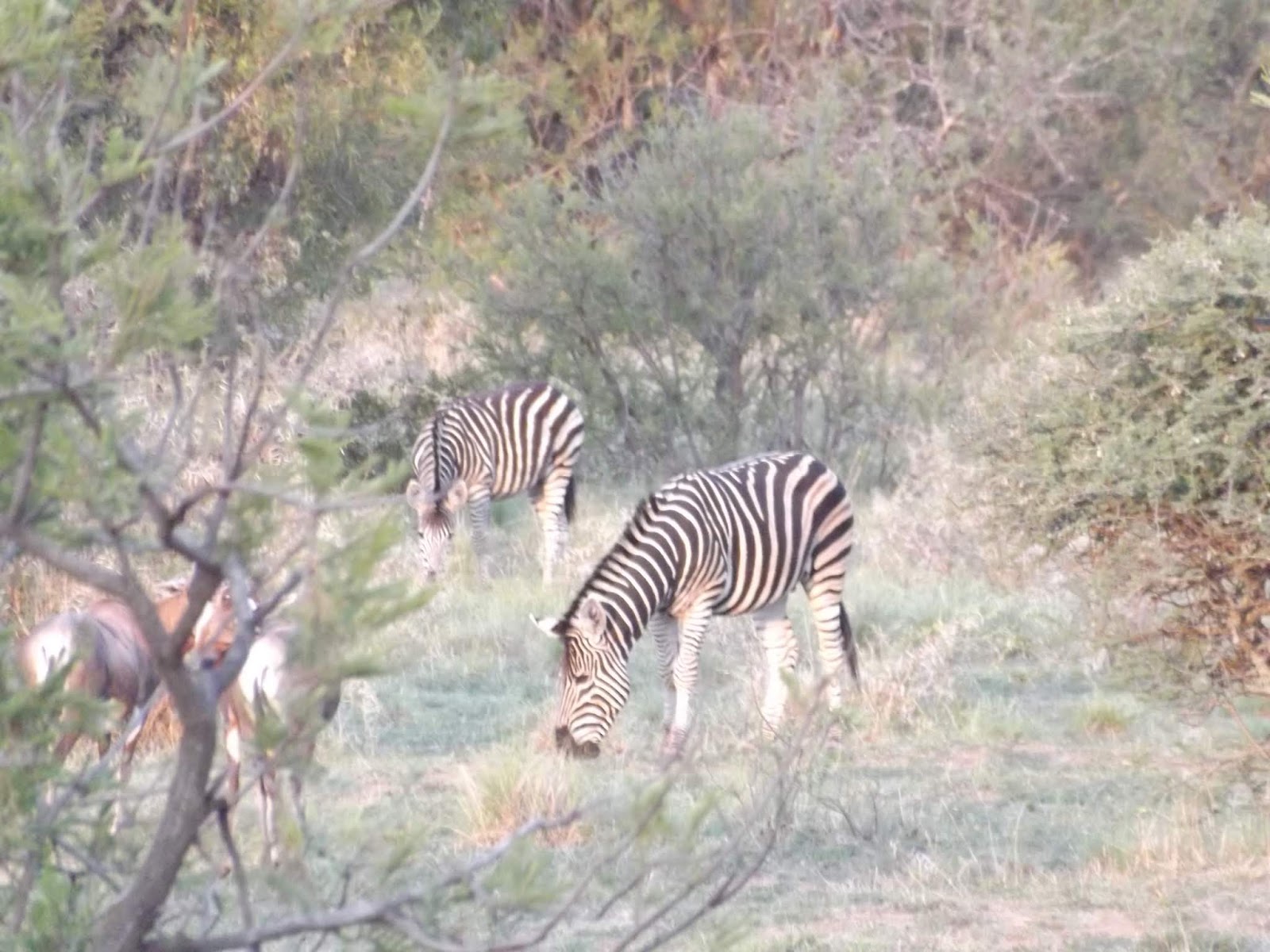 A Pretty Tourist: Sediba Kwele