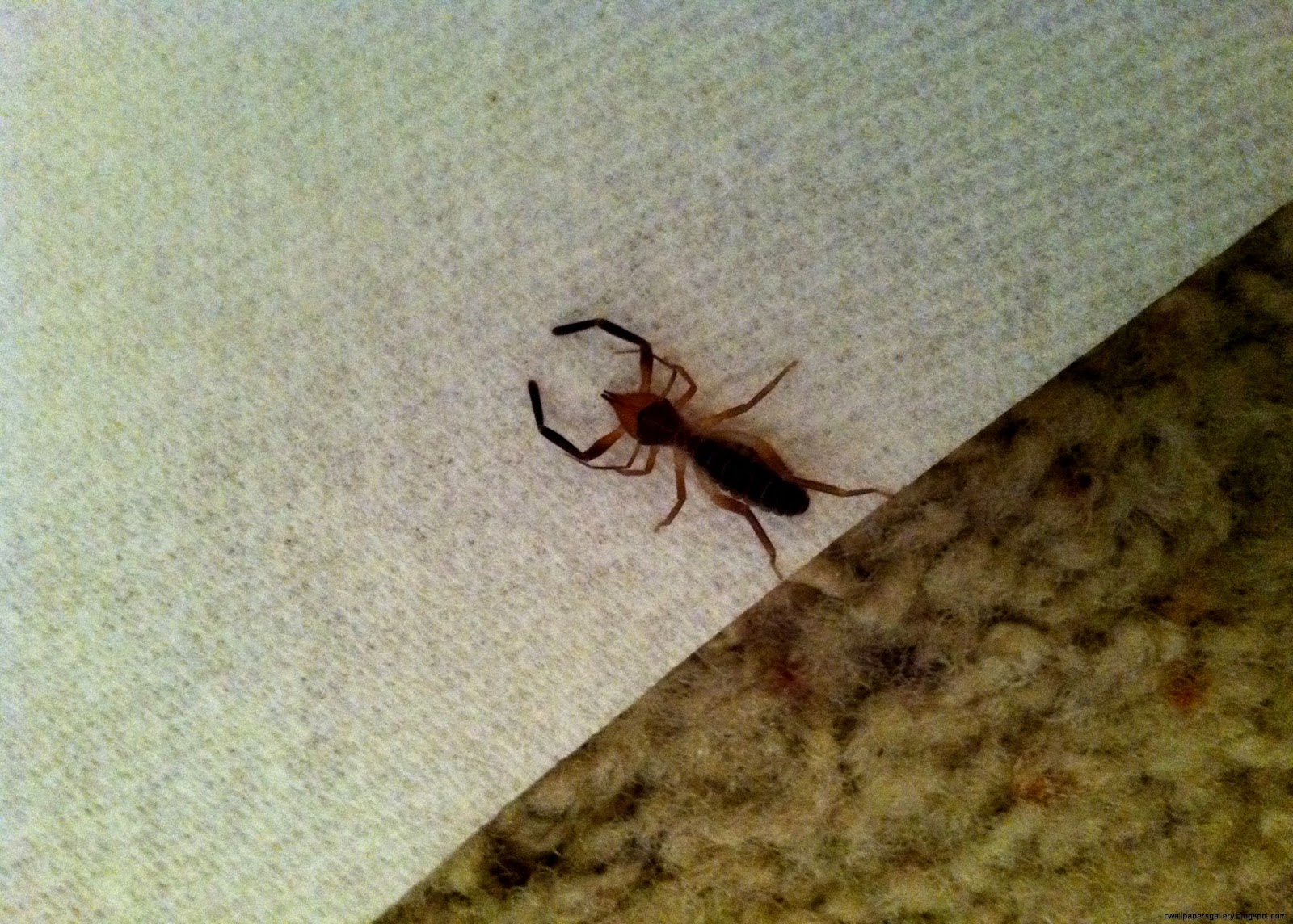 Scorpion Arachnid | Wallpapers Gallery