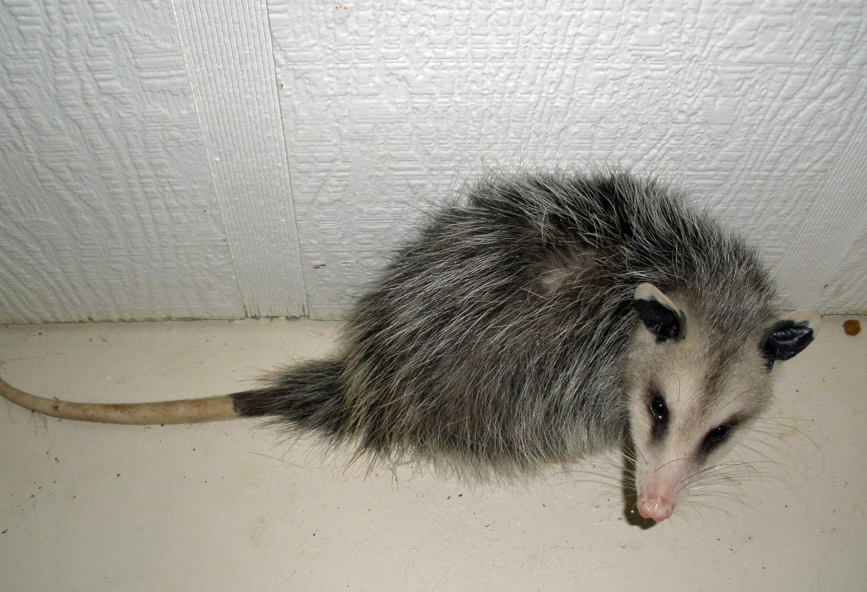 MARIETTE'S BACK TO BASICS: {Possum encounter...}