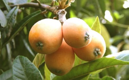 37 Benefits of Loquat for Health and Beauty - Loquat Health Benefits