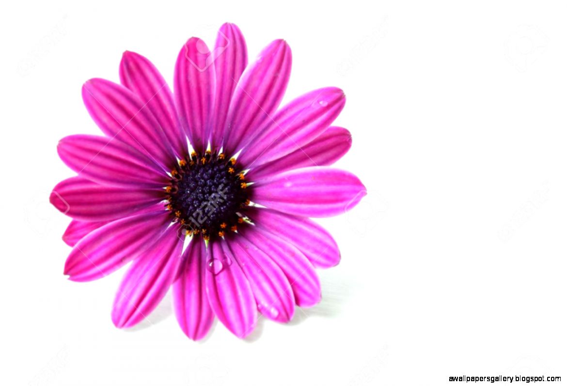 Single Pink Flowers | Wallpapers Gallery