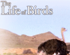 amateurnithologist: The Life of Birds.gif: Part 1