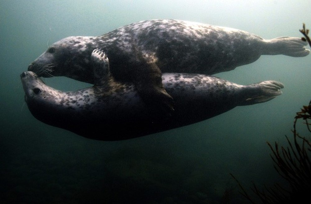 No Mar Profundo: Mergulhador