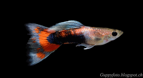 Guppyfoto: F1: Red Scarlet Endler male x Albino halfblack white female ...
