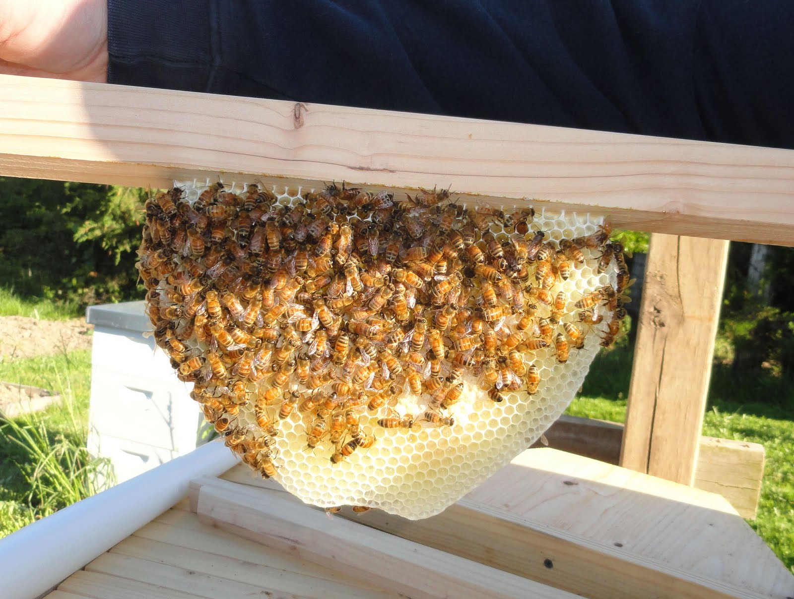 Mustang Dreams....: New comb in the bee hive...