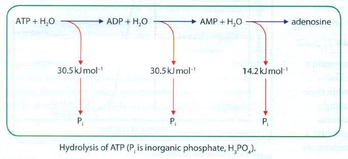 #86 Energy and ATP | Biology Notes for A level
