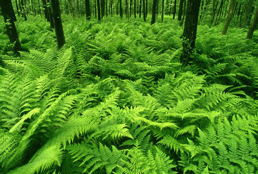 La fábula del helecho y el bambú