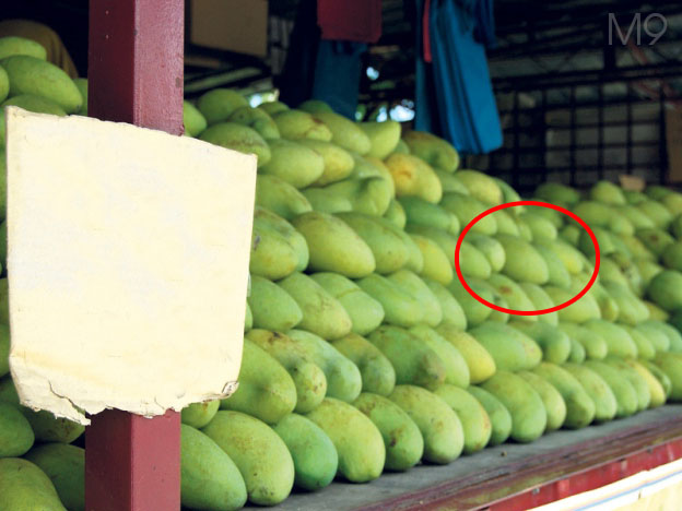 Mengenal Beza Mempelam Harum Manis Dan Sala