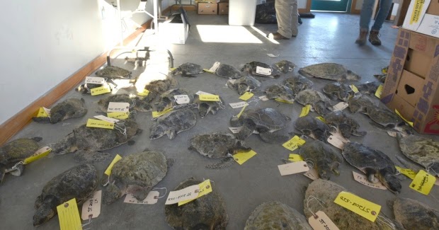 The Big Wobble : A "once in a lifetime weather system" of "gale force ...