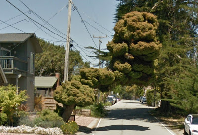 Friends of Schwan Lake: Leaning Tree Vanishes