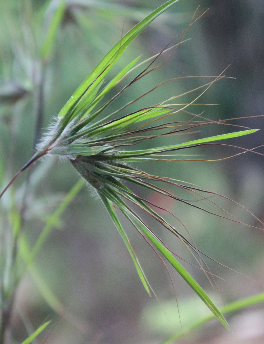 Bulu Perindu & Aji Macan Putih (Mudah & Ilmiah) - NAQSDNA.com
