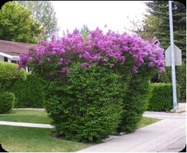 CO-Horts: March 2013