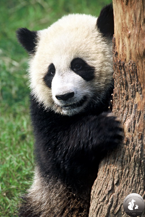 Állatbarátok: Az óriáspanda
