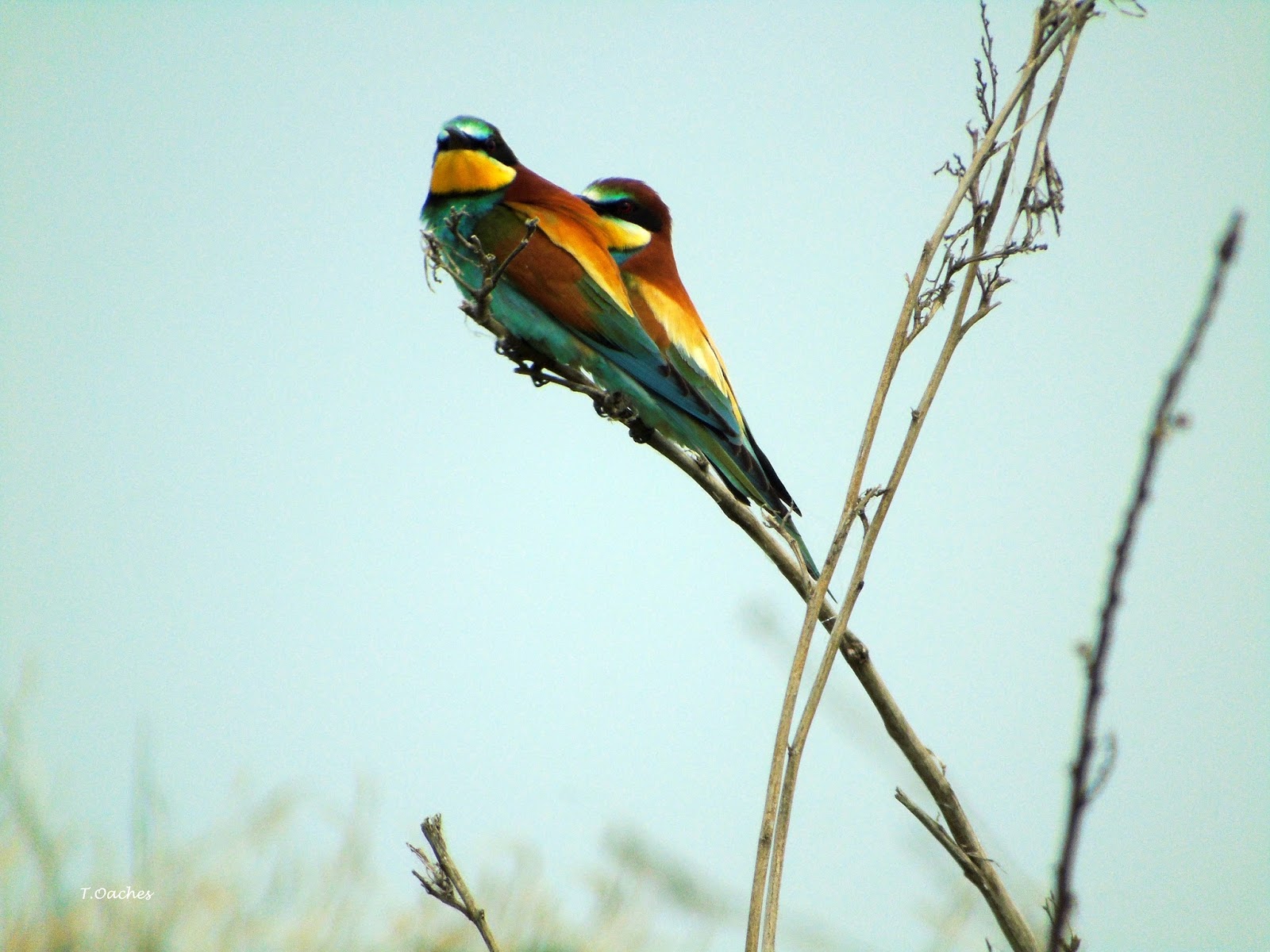 PASARI DIN ROMANIA: PRIGORIE, Merops apiaster