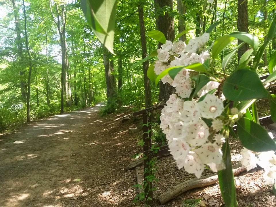 Down in the plain: Mountain Laurel?